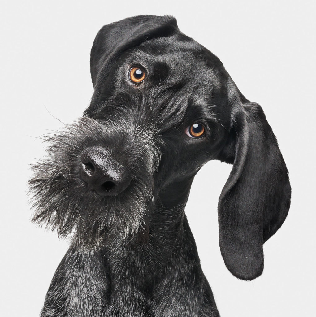 Randal Ford’s 7 Tips: How to Photograph Your Dog - TLM