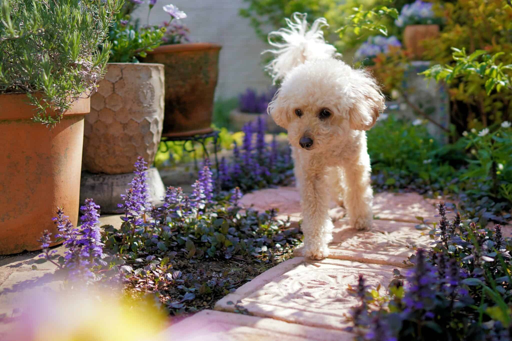 Non-Toxic Plants for Creating a Beautiful Dog-Friendly Yard - TLM