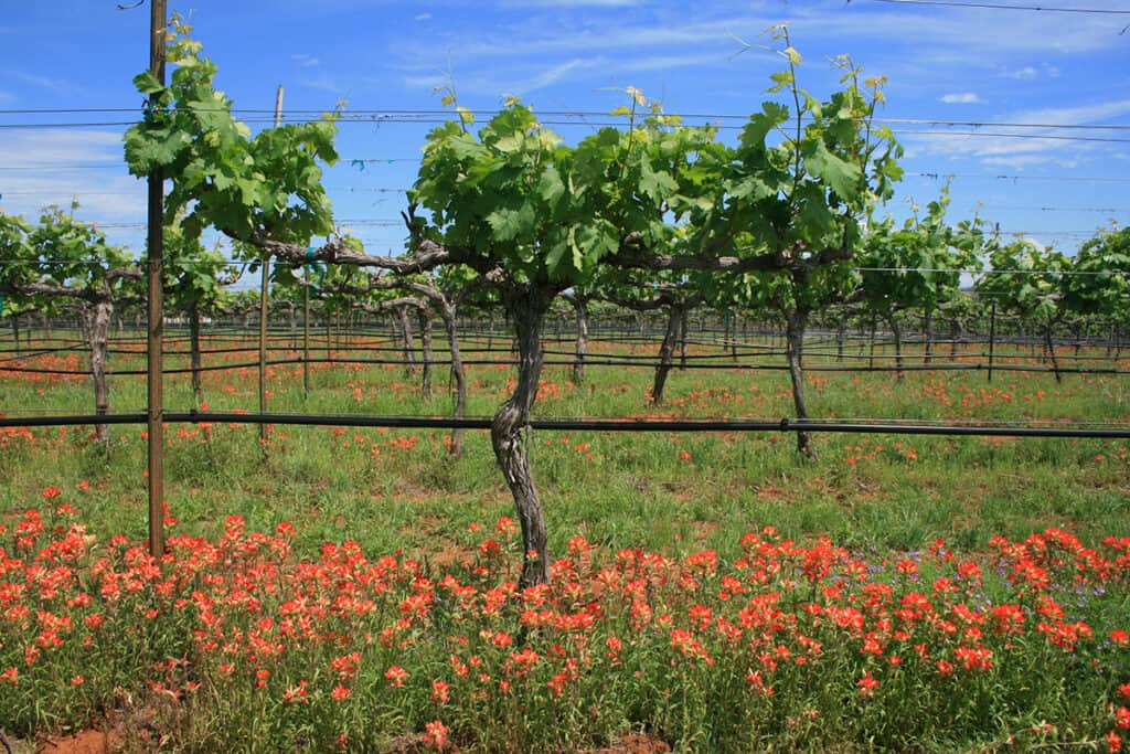 Make a Toast to the Environment at Pedernales Cellars, a Pioneering ...