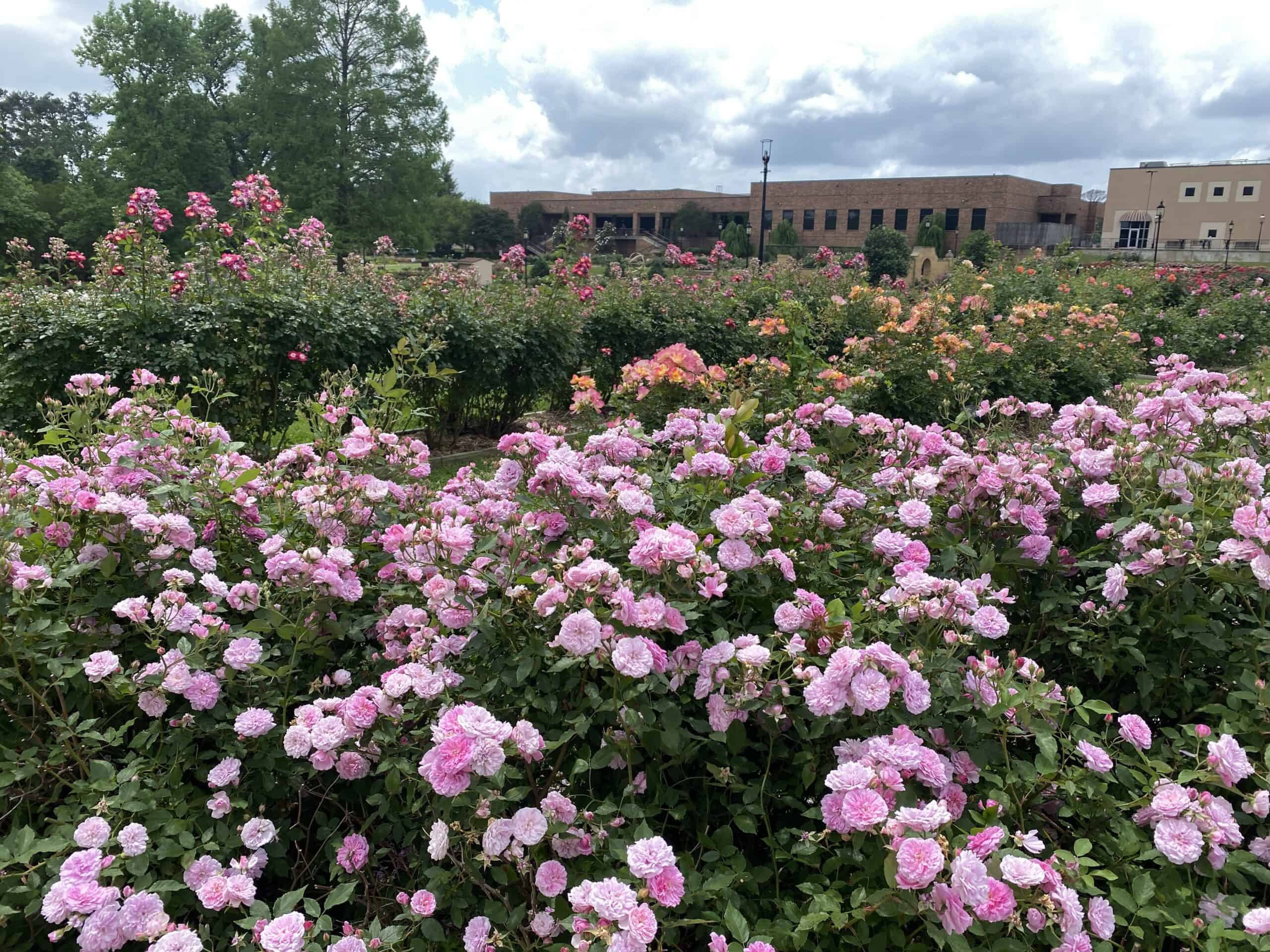 Stop and Smell the Roses While Exploring Tyler - TLM