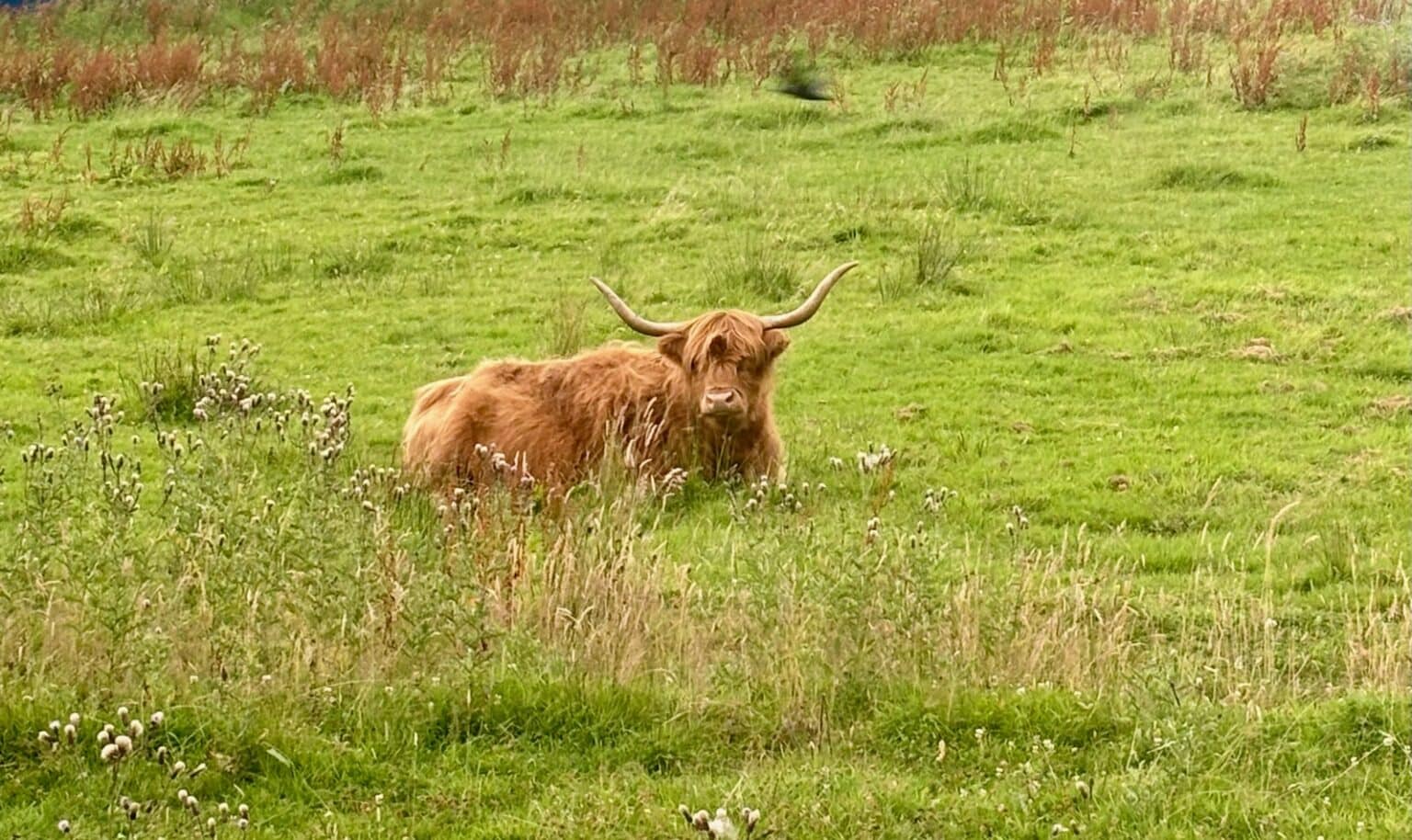 Viking’s British Isles Explorer - Six countries, 15 days, total bliss - TLM