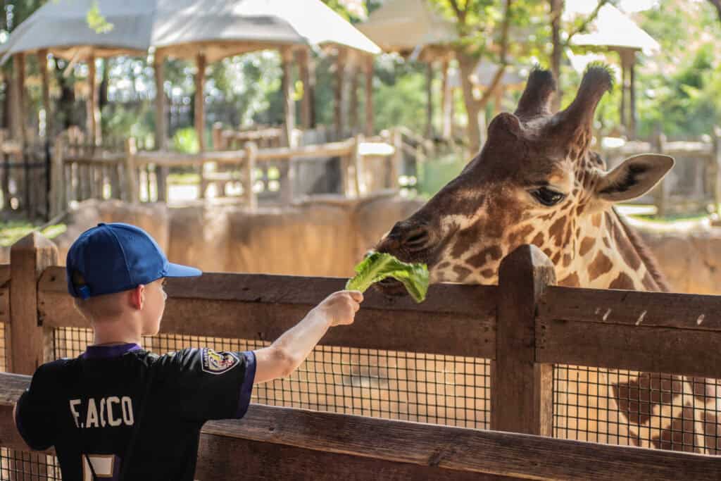 Go Wild for National Zoo Month: 5 Texas Zoos to Visit with Your Family ...