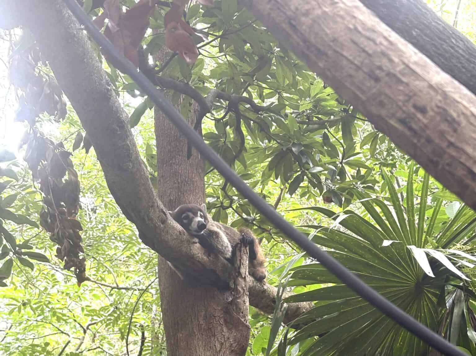 Mayan Ruins, Cenotes, Local Wildlife, and Eco Green Adventures: There’s ...