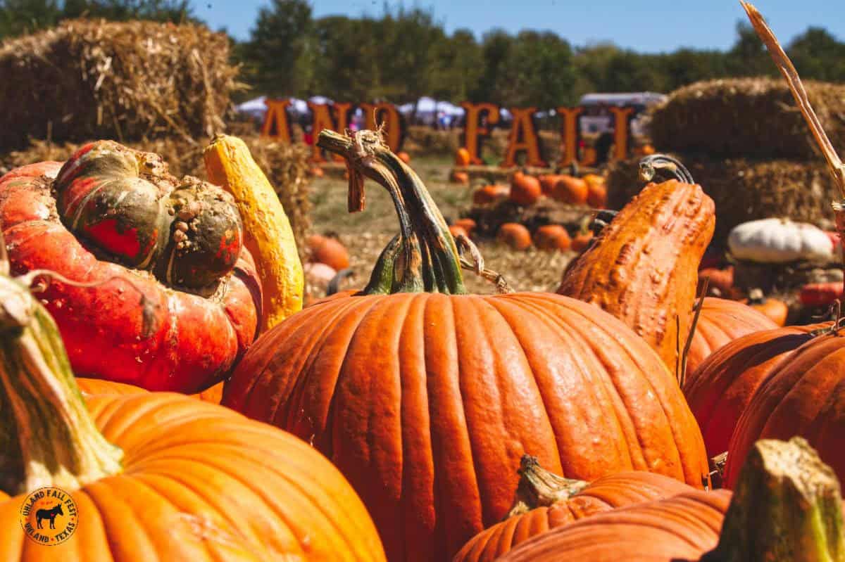 Uhland Fall Fest Brings Pumpkins, Music, and Fall Fun for All Ages - TLM