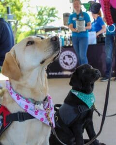 Texas Spring Festivals & Events Guide 2026: Music, Food, Culture ...